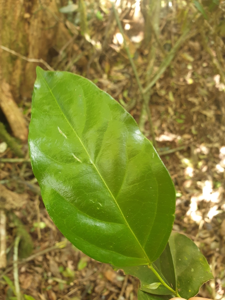 Citronella moorei from Guanaba-Springbrook, AU-QL, AU on March 17, 2020 ...