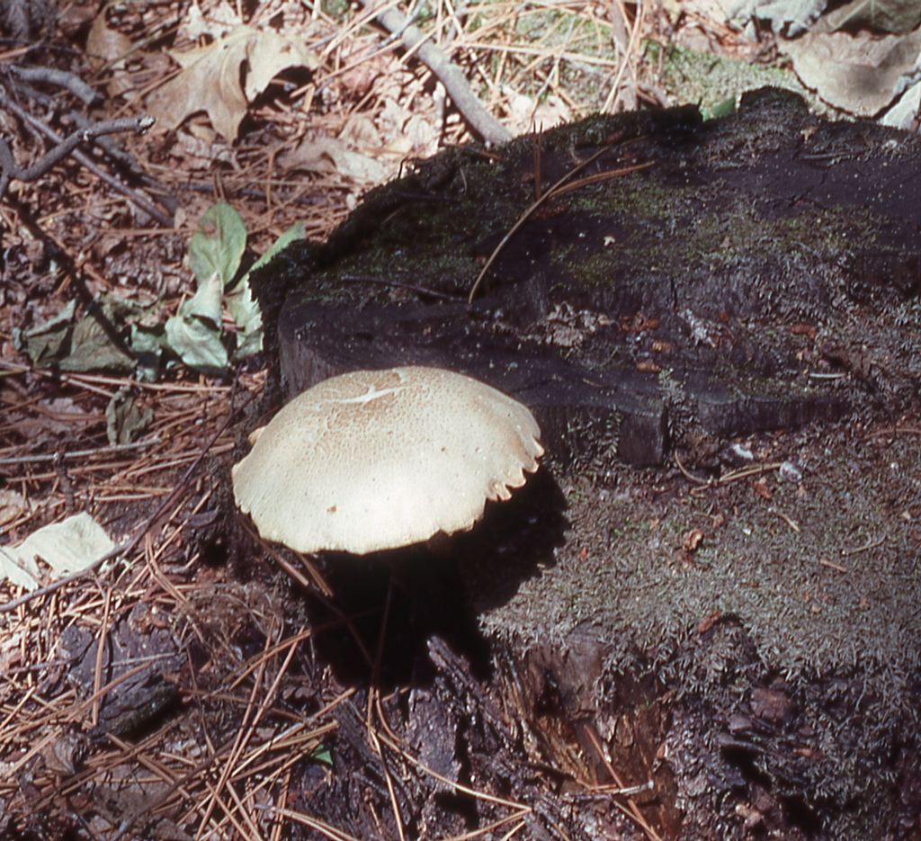 Basidiomycete Fungi from Crow Wing County, MN, USA on July 10, 1977 by ...