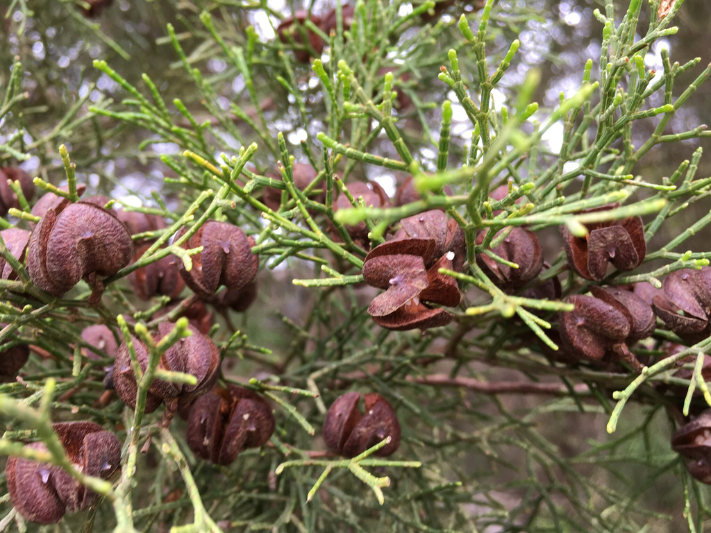 sandarac tree (Tetraclinis articulata) - Botanical Realm