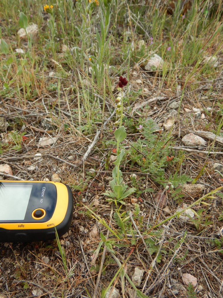 California jewelflower in March 2020 by Sean Carson · iNaturalist