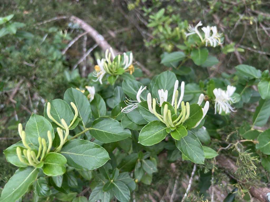 Japanese honeysuckle from E Oak Ln, Nacogdoches, TX, US on April 12 ...