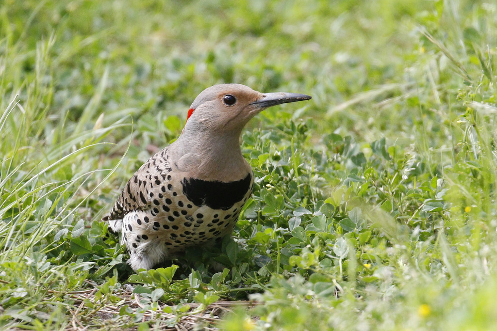 Northern Flicker (Birds of San Mateo County) · iNaturalist