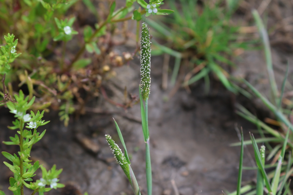 Tufted Foxtail from Jackson County, MO, USA on April 11, 2026 at 01:18 ...