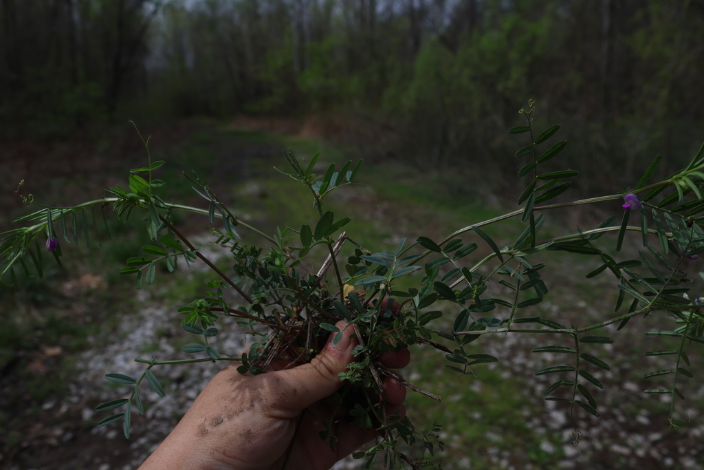 Common Vetch from Jackson County, MO, USA on April 11, 2026 at 01:27 PM ...