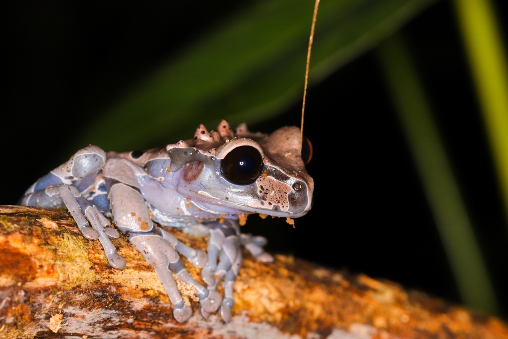 Coronated Tree Frog in March 2020 by Jiri dubislav · iNaturalist