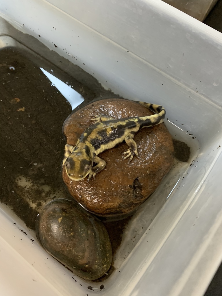Tiger Salamander from CSUSM University Student Union, San Marcos, CA ...
