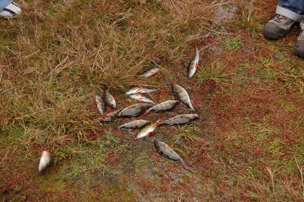 European Perch in October 2007 by wojtest · iNaturalist