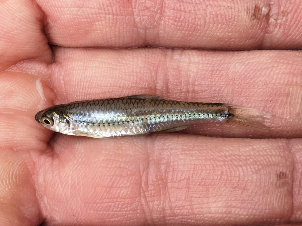 Sand Shiner from Guadalupe River, Kerrville, TX, US on March 16, 2020 ...
