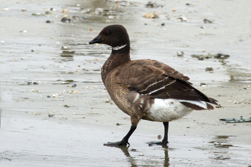 Brant (Birds of San Mateo County) · iNaturalist