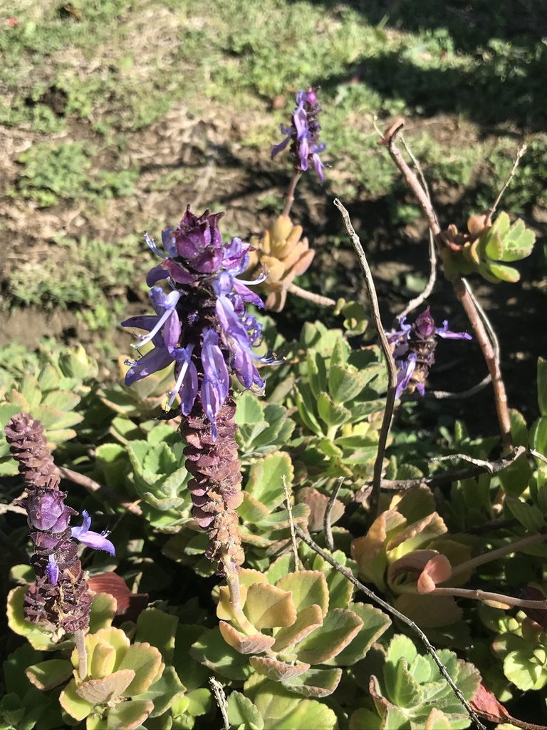 Lobster flower from N Ash St, Ventura, CA, US on March 17, 2020 at 03: ...