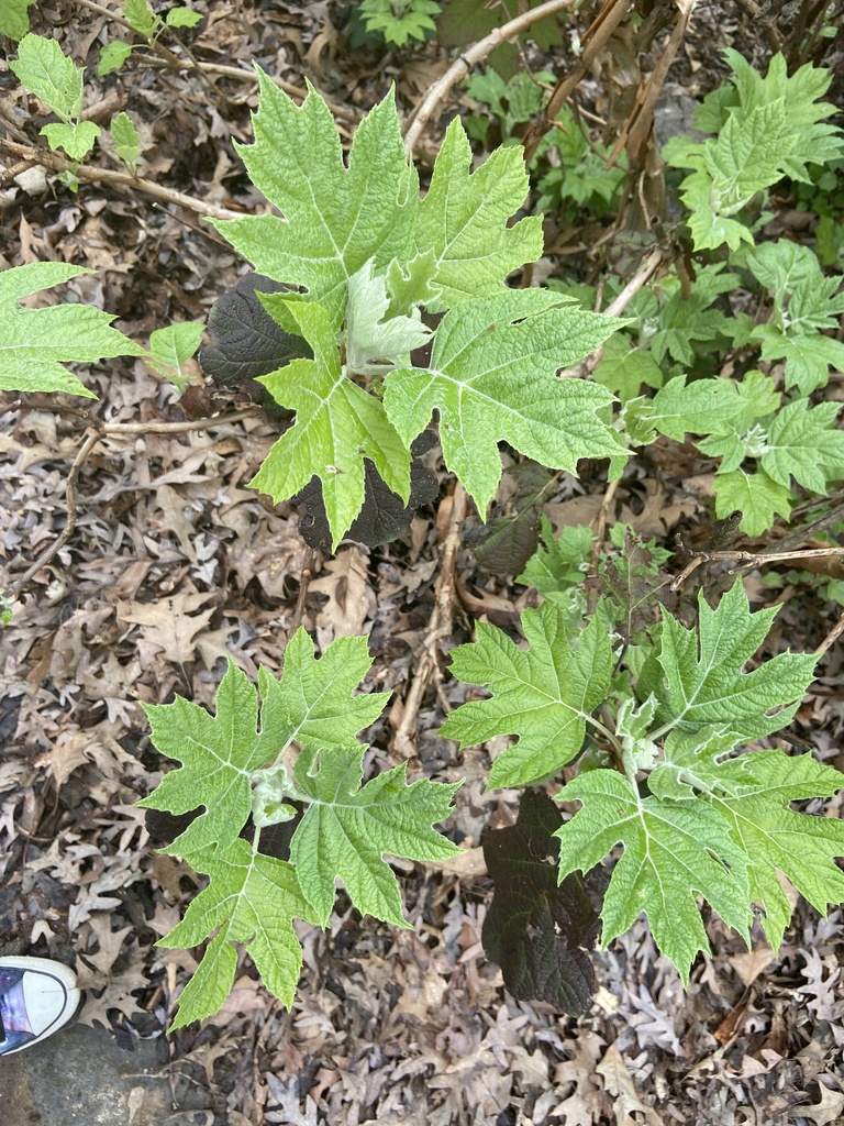 oakleaf hydrangea from Avondale Villa, Birmingham, AL, US on March 10 ...