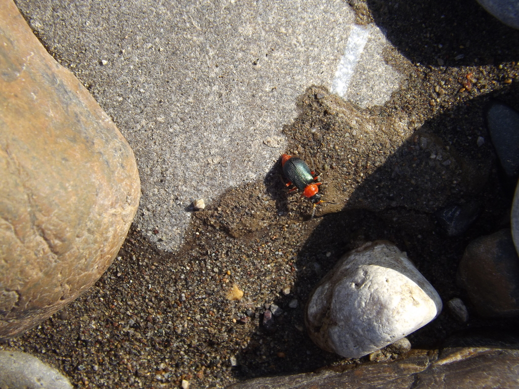 Collops grandis from Papantla, Ver., México on November 7, 2016 at 03: ...