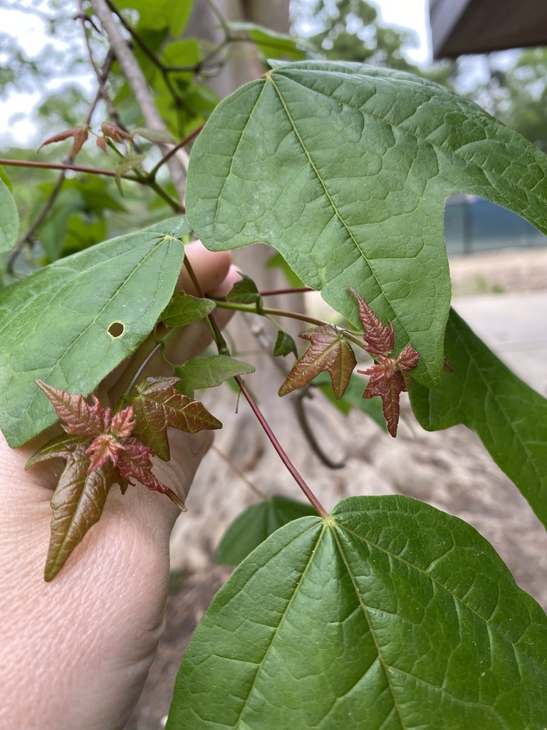 chalk maple from Houston Arboretum & Nature Center, Houston, TX, US on ...