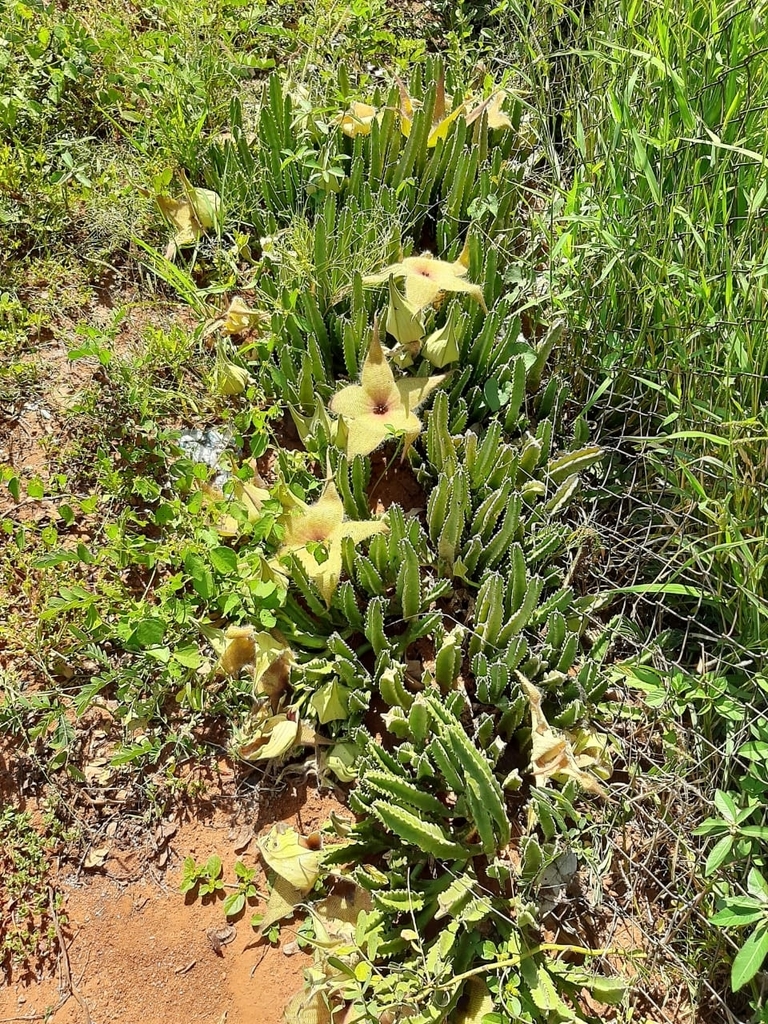 Zulu Giant from Mbaula village, Greater Giyani Local Municipality ...