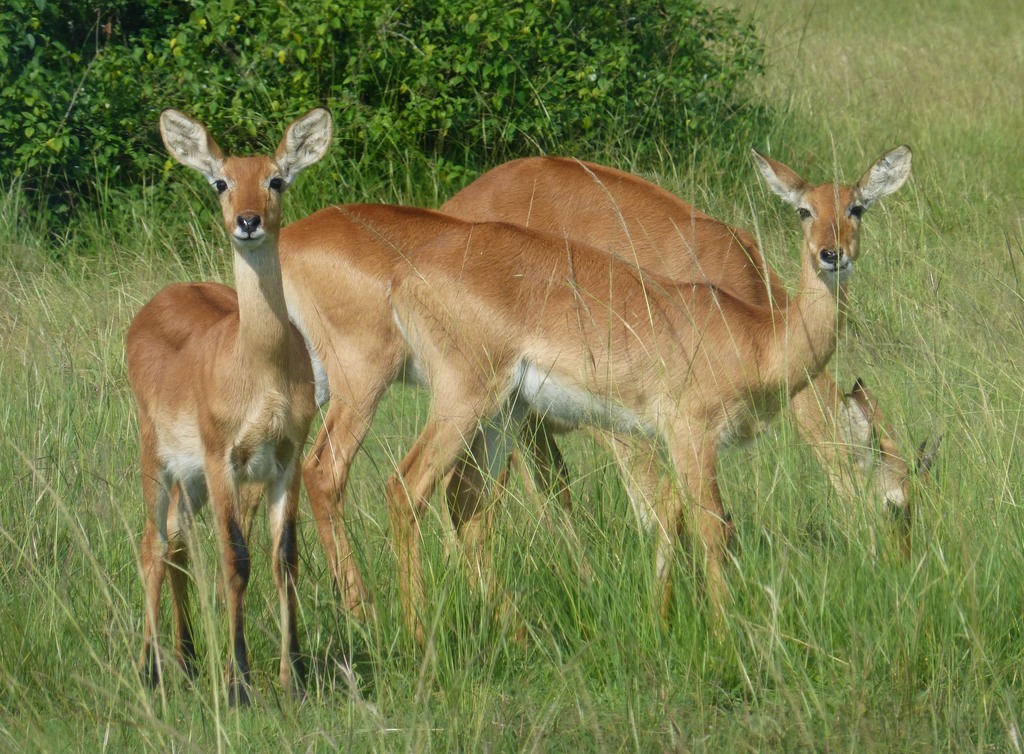 Ugandan Kob (Kobus kob thomasi) - Know Your Mammals
