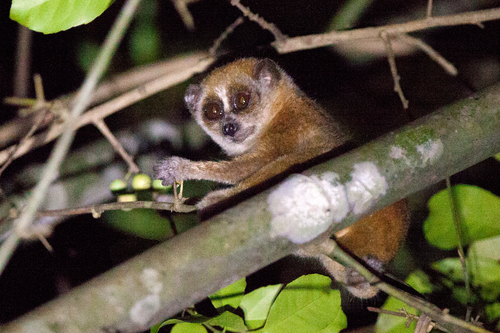 Pygmy Slow Lorises (Genus Xanthonycticebus) · iNaturalist
