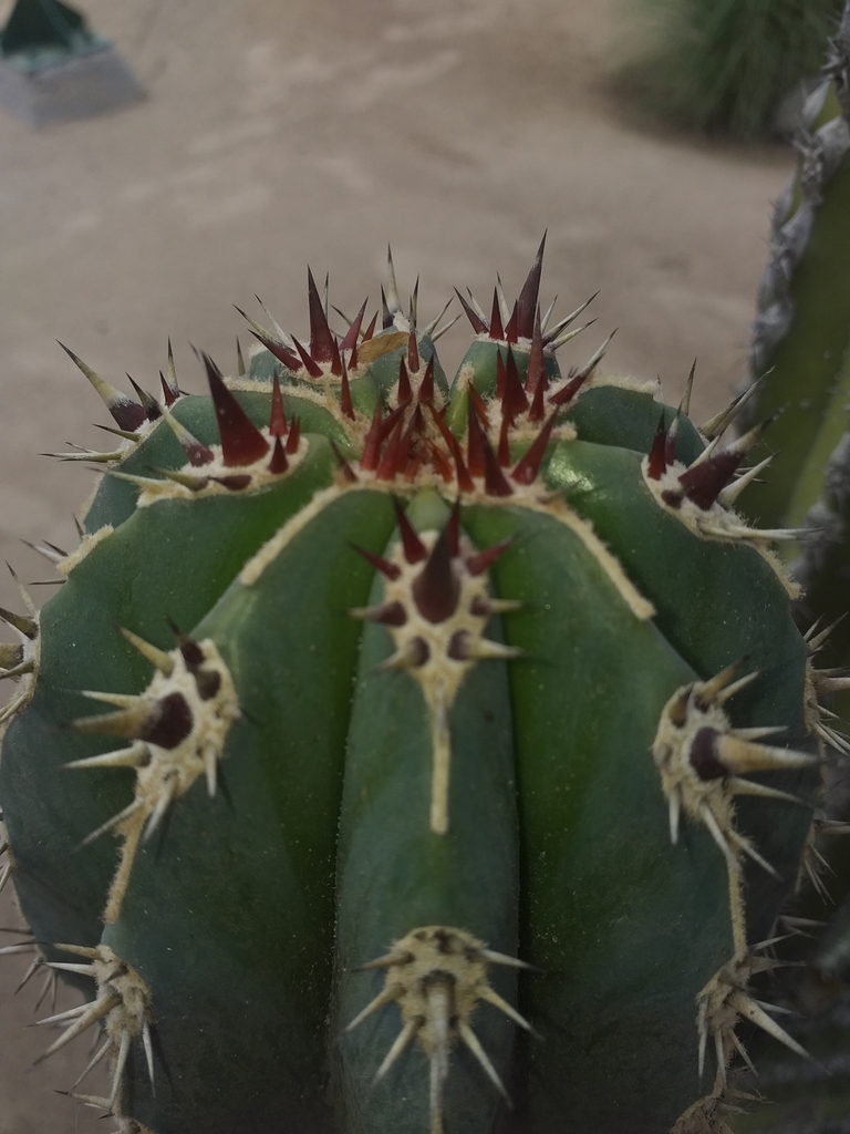 Indian Comb from Universidad Autónoma de Baja California Sur on March ...