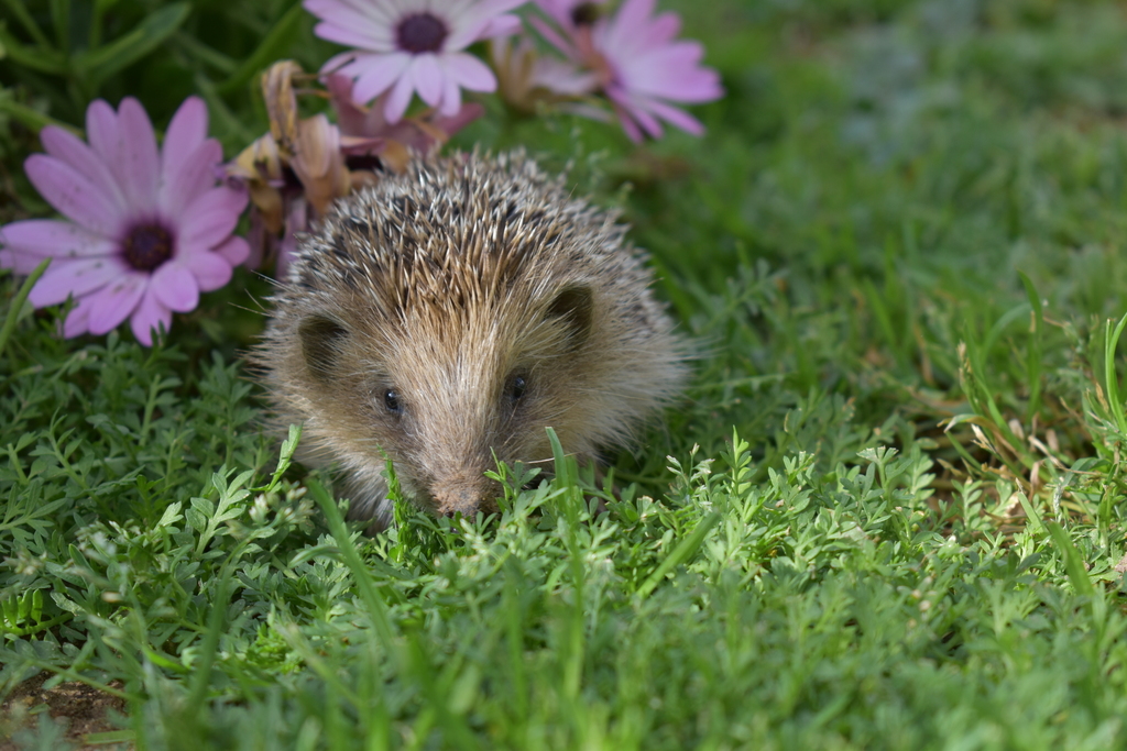 Common Hedgehog from 11400 Solete Alto, Cádiz, España on March 18, 2020 ...