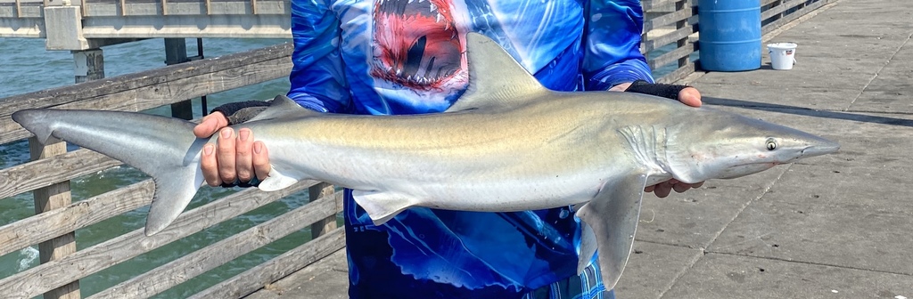 Finetooth Shark from Shaftsbury Dr, Corpus Christi, TX, US on March 18 ...