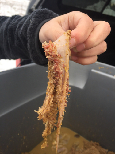 Conical Flukes (Paramphistomidae)