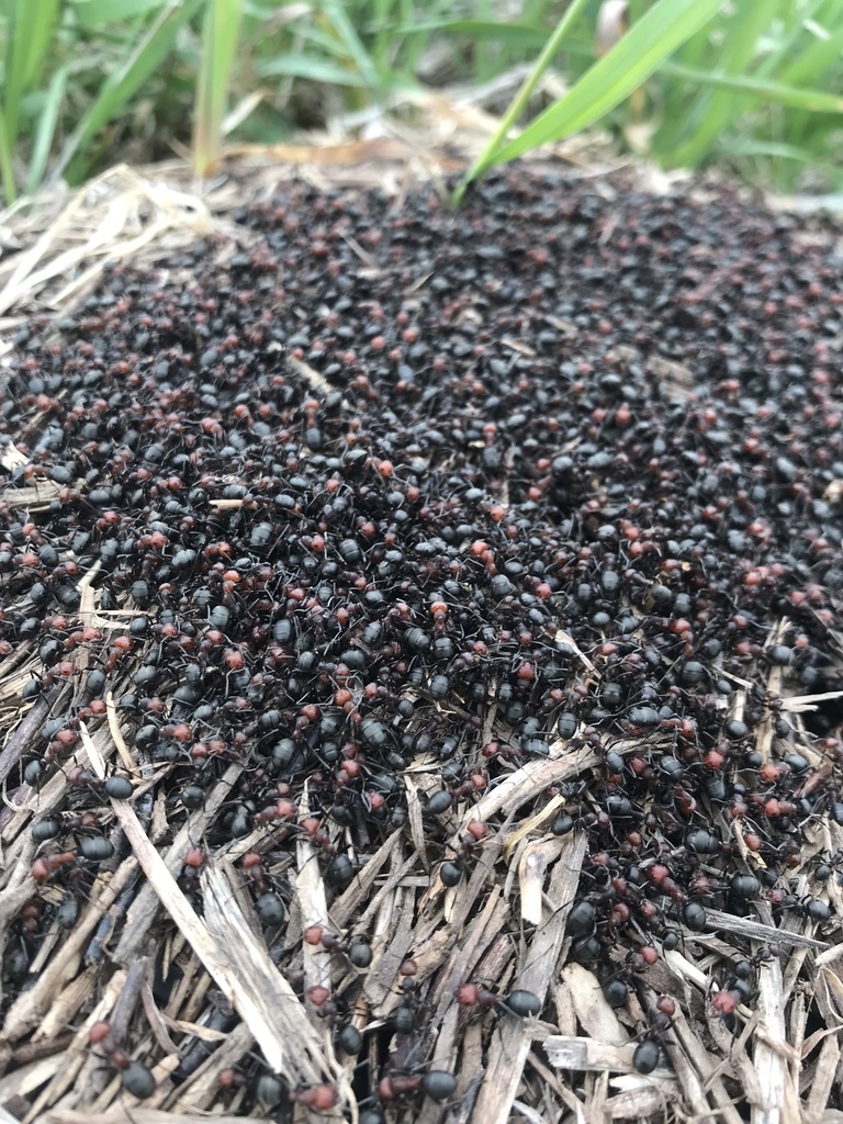 Western Thatching Ant from Harvard, IL, US on May 07, 2019 at 08:56 AM ...