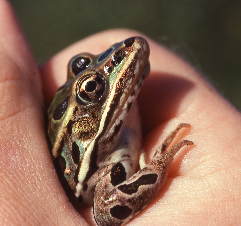 Northern Leopard Frog from Crow Wing County, MN, USA on September 12 ...