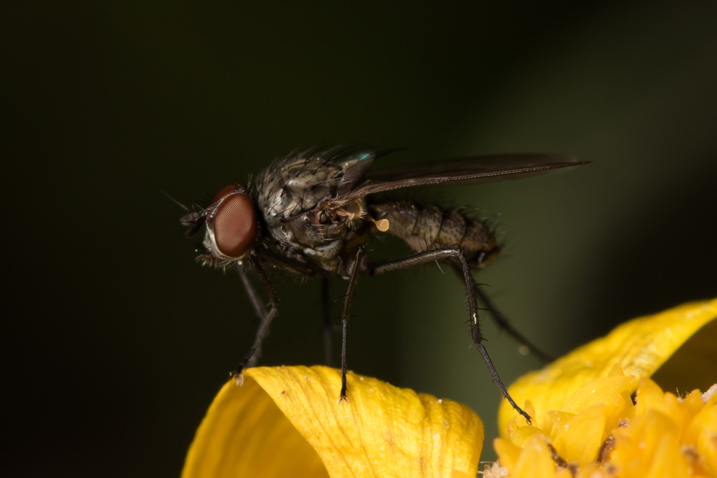 Root-maggot Flies from Koskinou 851 00, Greece on March 17, 2020 at 08: ...