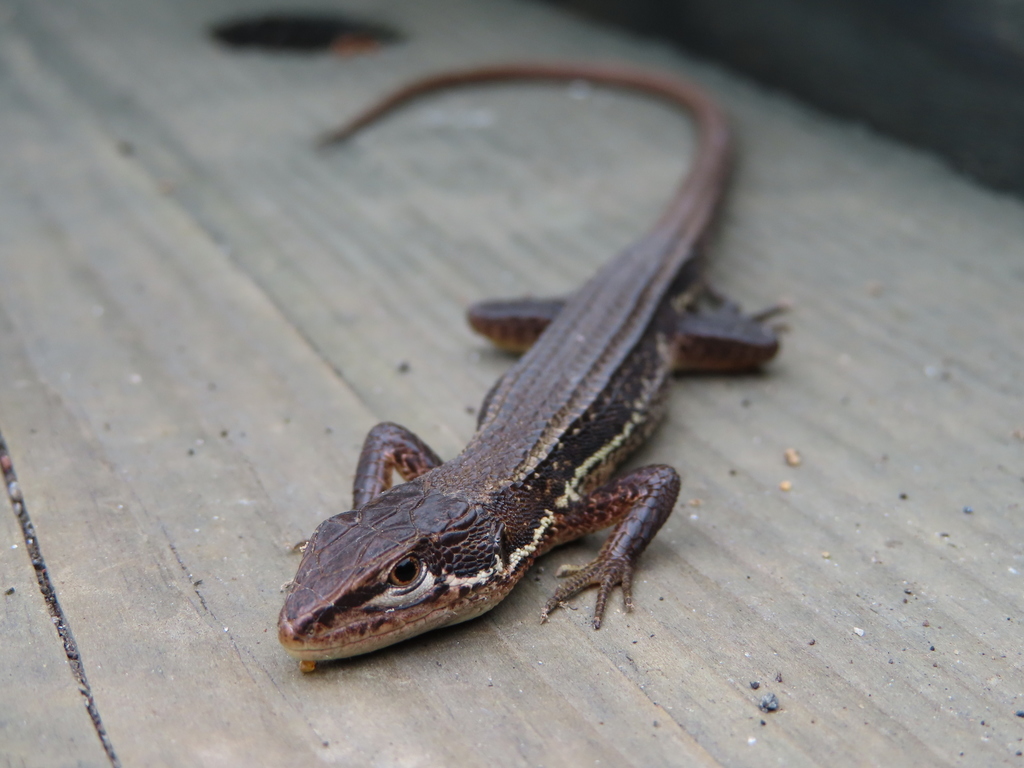 Japanese Grass Lizard from Noboribetsu, Hokkaido, Japan on June 7, 2019 ...