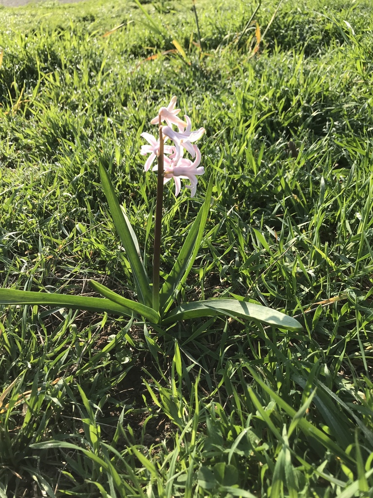 Hyacinth from Rue Wilson, Rixheim, Alsace, FR on March 19, 2020 at 08: ...