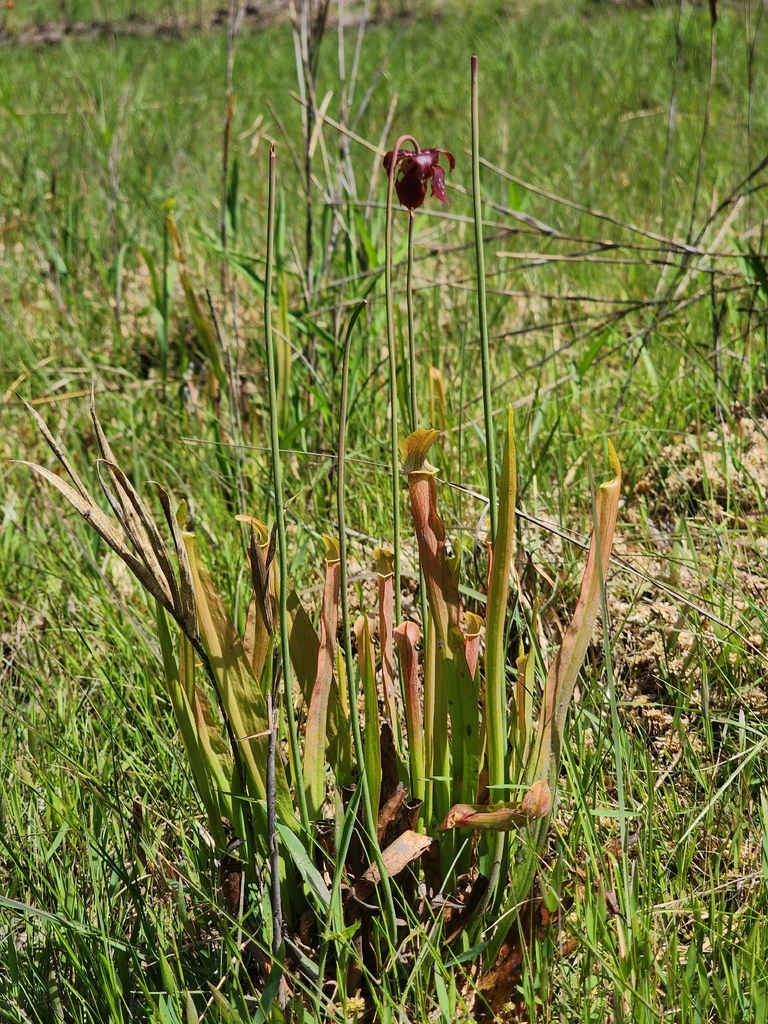 Sarracenia rubra viatorum in April 2026 by Benjamin Overlie · iNaturalist