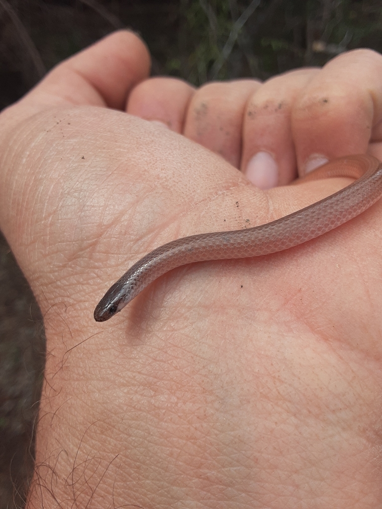 Flat-headed Snake from Cedar Hill State Park on March 7, 2020 at 12:06 ...