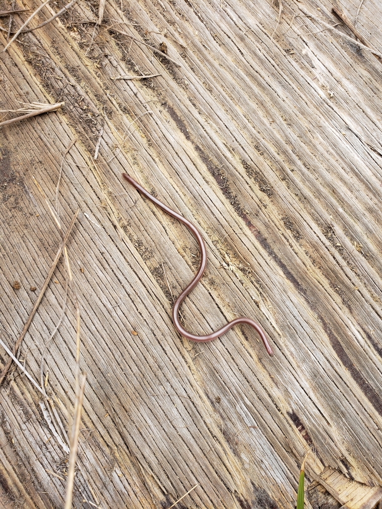 Texas Blind Snake from CORP CHRISTI, TX 78413, USA on March 19, 2020 at ...