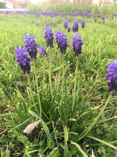 Observations by antzilla · iNaturalist