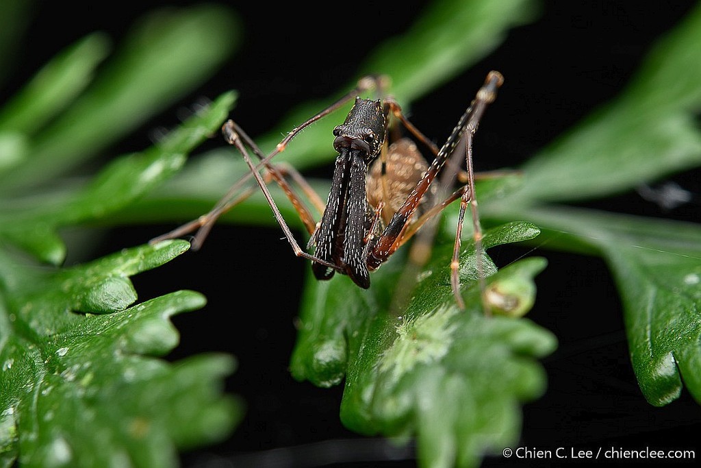 Long-necked Assassin Spiders in November 2017 by Chien Lee · iNaturalist