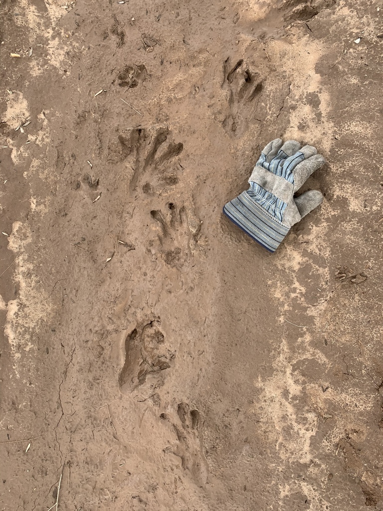 American Beaver from Mittry Lake Wildlife Area, Yuma, AZ, US on March ...
