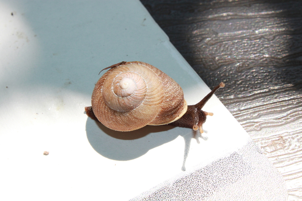 Granodomus lima (Terrestrial Gastropods from University of Puerto Rico ...