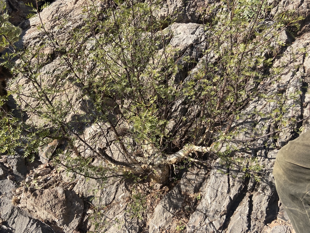 elephant tree from S Nogales Hwy, Amado, AZ, US on December 21, 2019 at ...