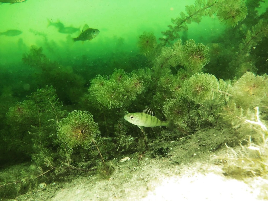 European Perch from Głębokie, Miedzyrzecz, Lubuskie, PL on August 26 ...