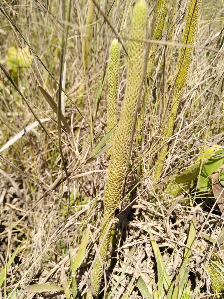 Lycopodiella tupiana from Maldonado Department, Uruguay on March 17 ...