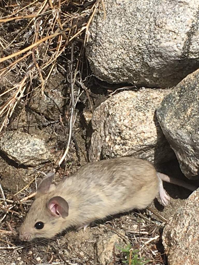 Desert Woodrat from Desert Hot Springs, CA, US on March 19, 2020 at 12: ...