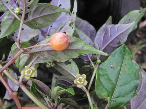 Deprea parviflora · iNaturalist