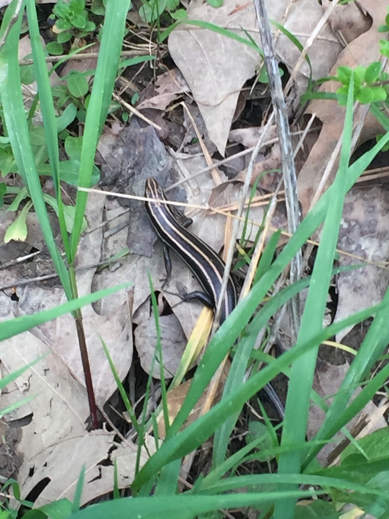 Common Five-lined Skink from Madison, AL, US on March 19, 2020 at 04:22 ...