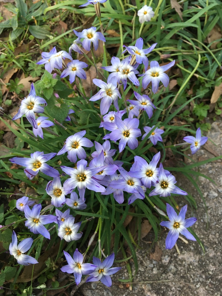 Spring starflower from Ormewood Ave SE, Atlanta, GA, US on March 19 ...