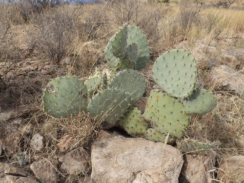 Opuntia discata · iNaturalist