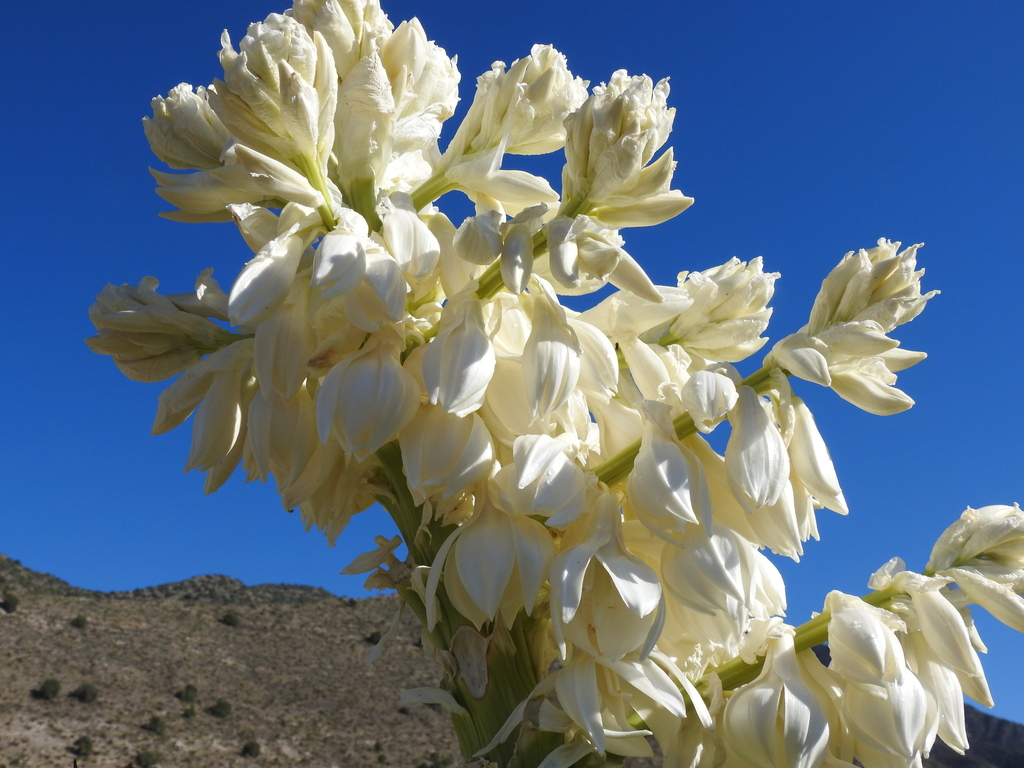 giant Spanish-dagger from Saltillo, Coah., México on March 17, 2020 at ...