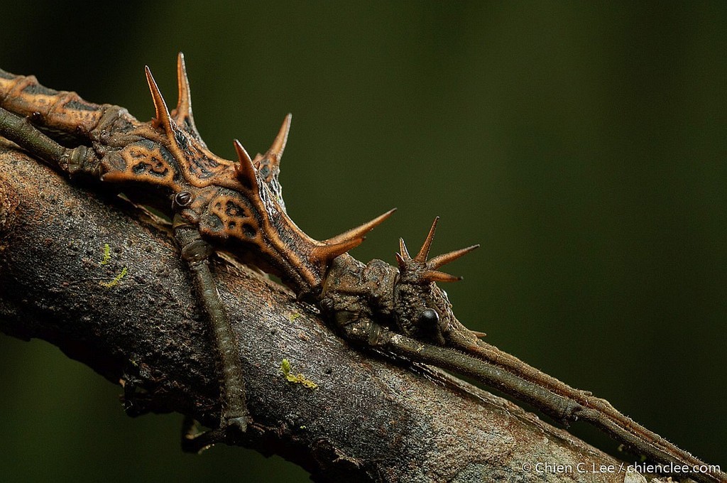 Spiny Ulula Stick Insect in February 2008 by Chien Lee · iNaturalist