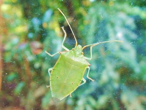 Chlorocoris werneri · iNaturalist
