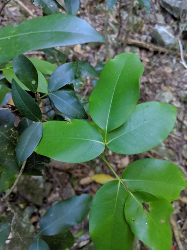 Bosistoa transversa · NaturaLista Colombia