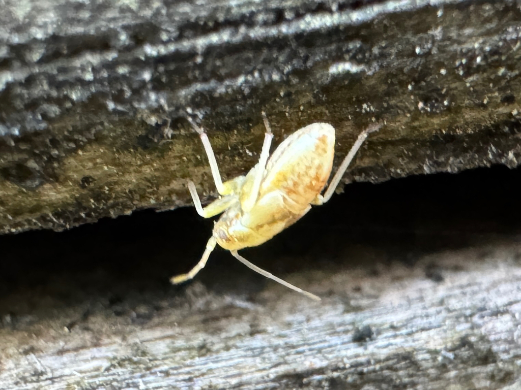 True Bugs, Hoppers, Aphids, and allies from Lawrence Township, NJ, US ...