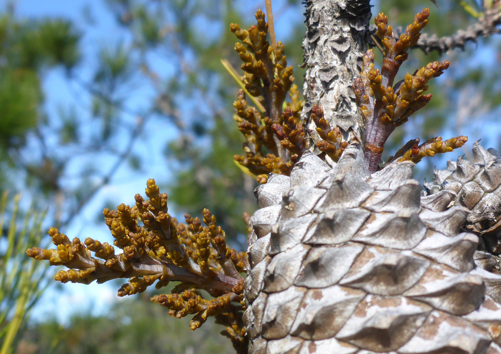 Western Dwarf-Mistletoe from Contra Costa County, CA, USA on February ...